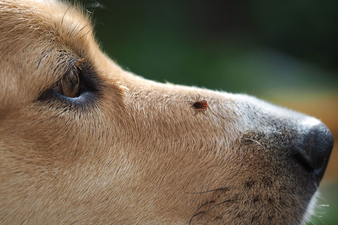 Consejos para proteger a tu perro de pulgas y garrapatas