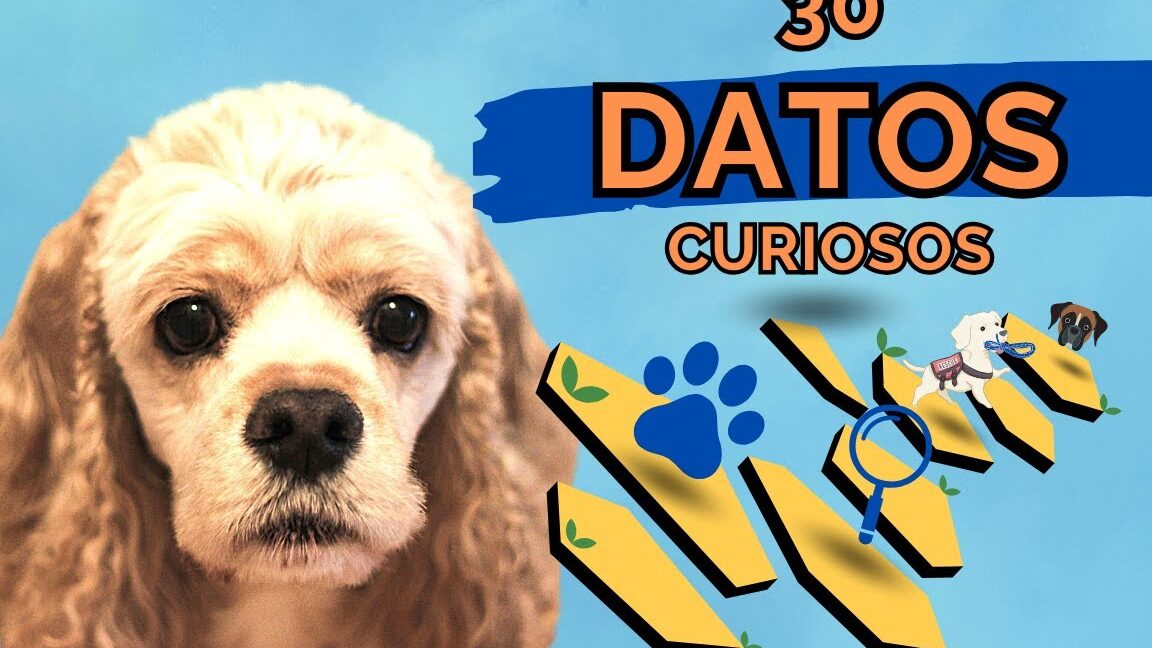 Descubre las sorprendentes curiosidades del perro: desde su increíble ...
