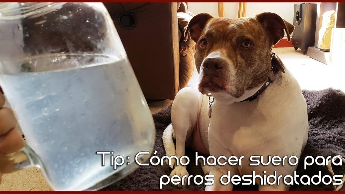 Guía definitiva: Consejos para desparasitar a tu perro correctamente y ...