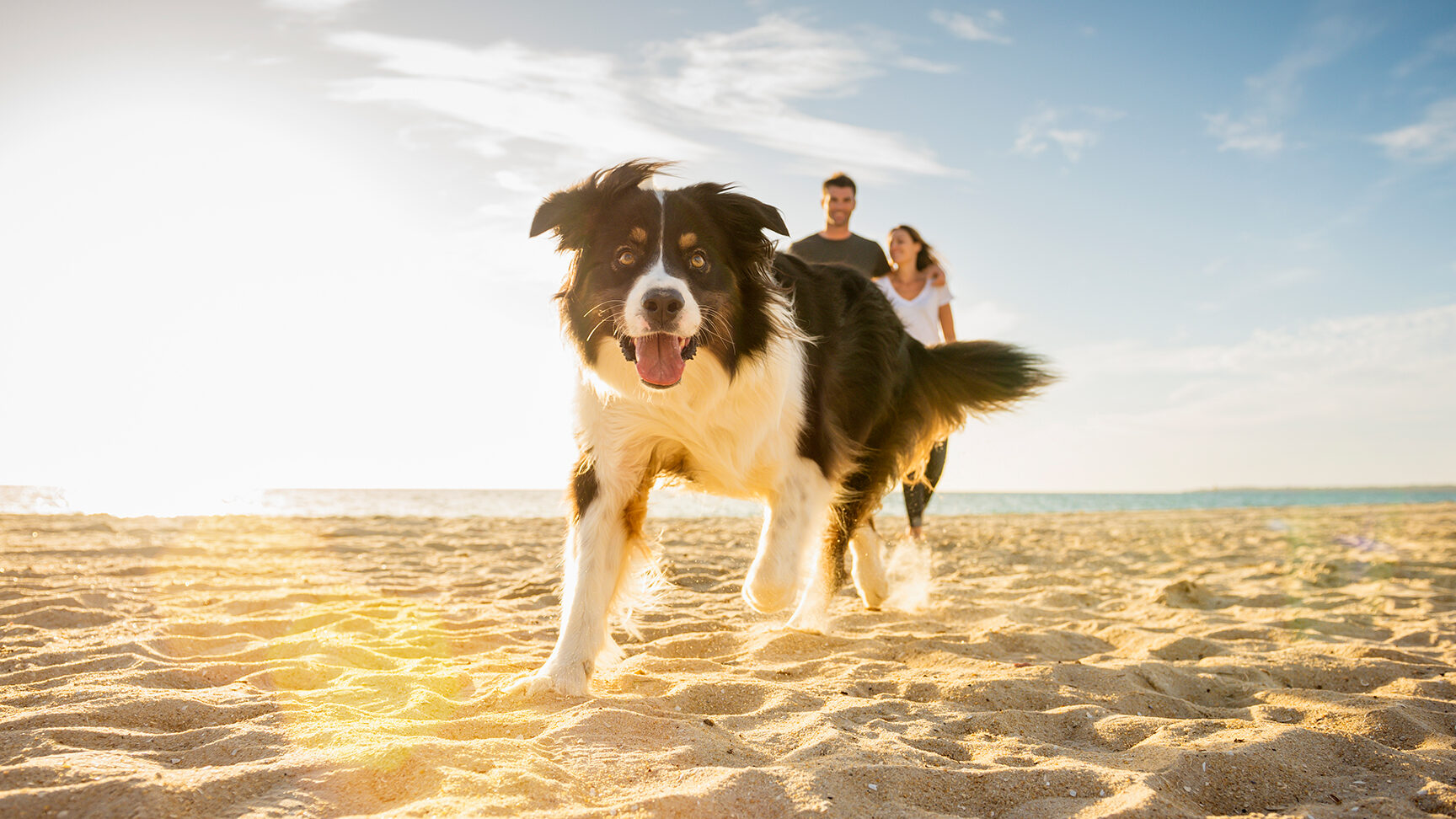 Las mejores playas para disfrutar con tu perro: Descubre dónde puedes ...