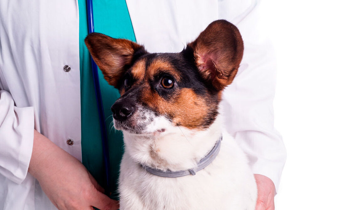 Beneficios de la castración en perros: Descubre por qué deberías ...