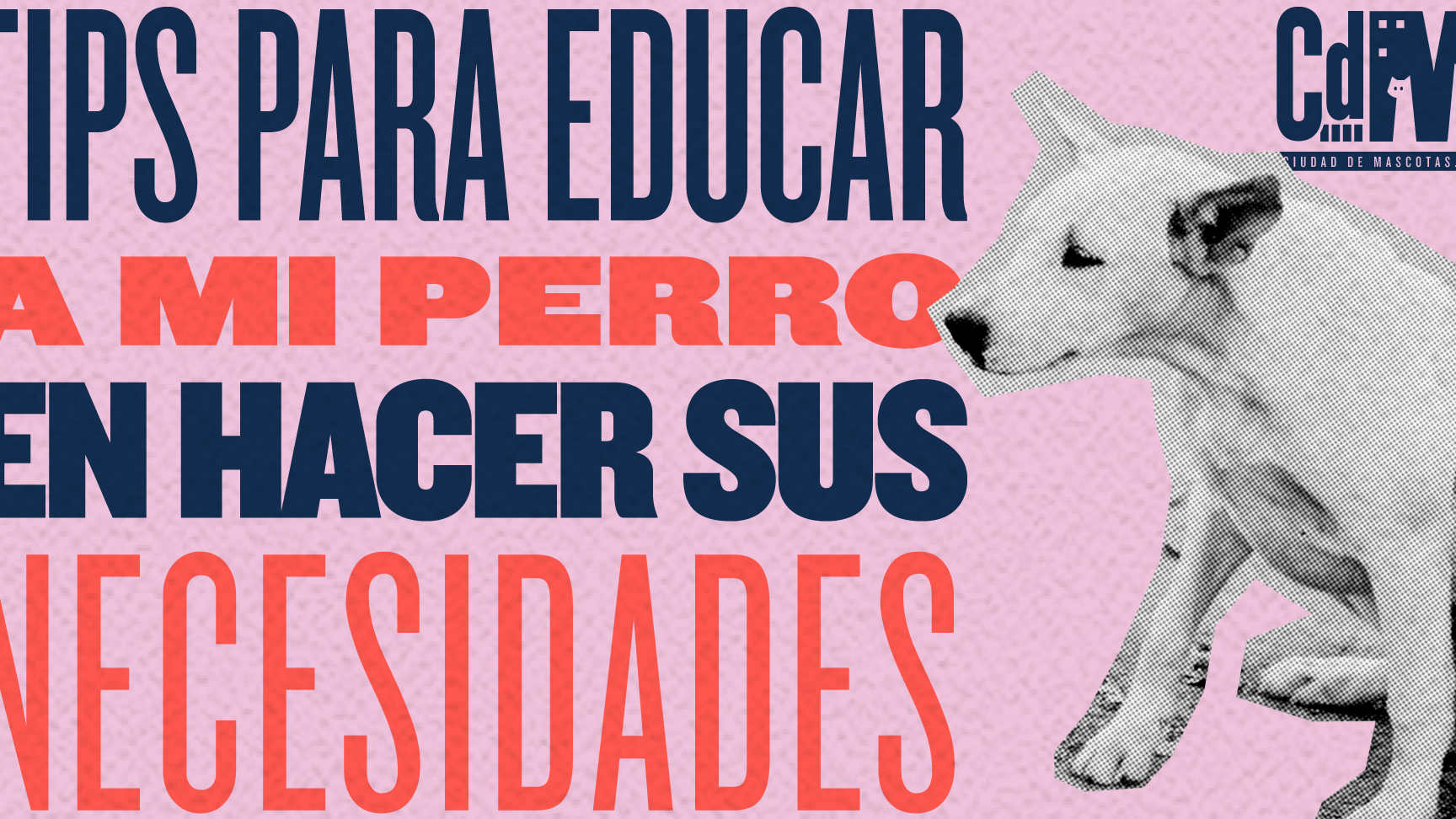 Consejos efectivos sobre cómo enseñar a tu perro a hacer sus ...