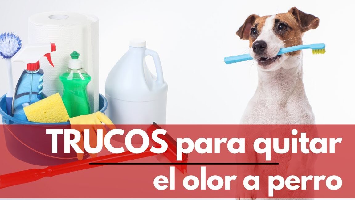 Consejos infalibles: Cómo eliminar el mal aliento de tu perro
