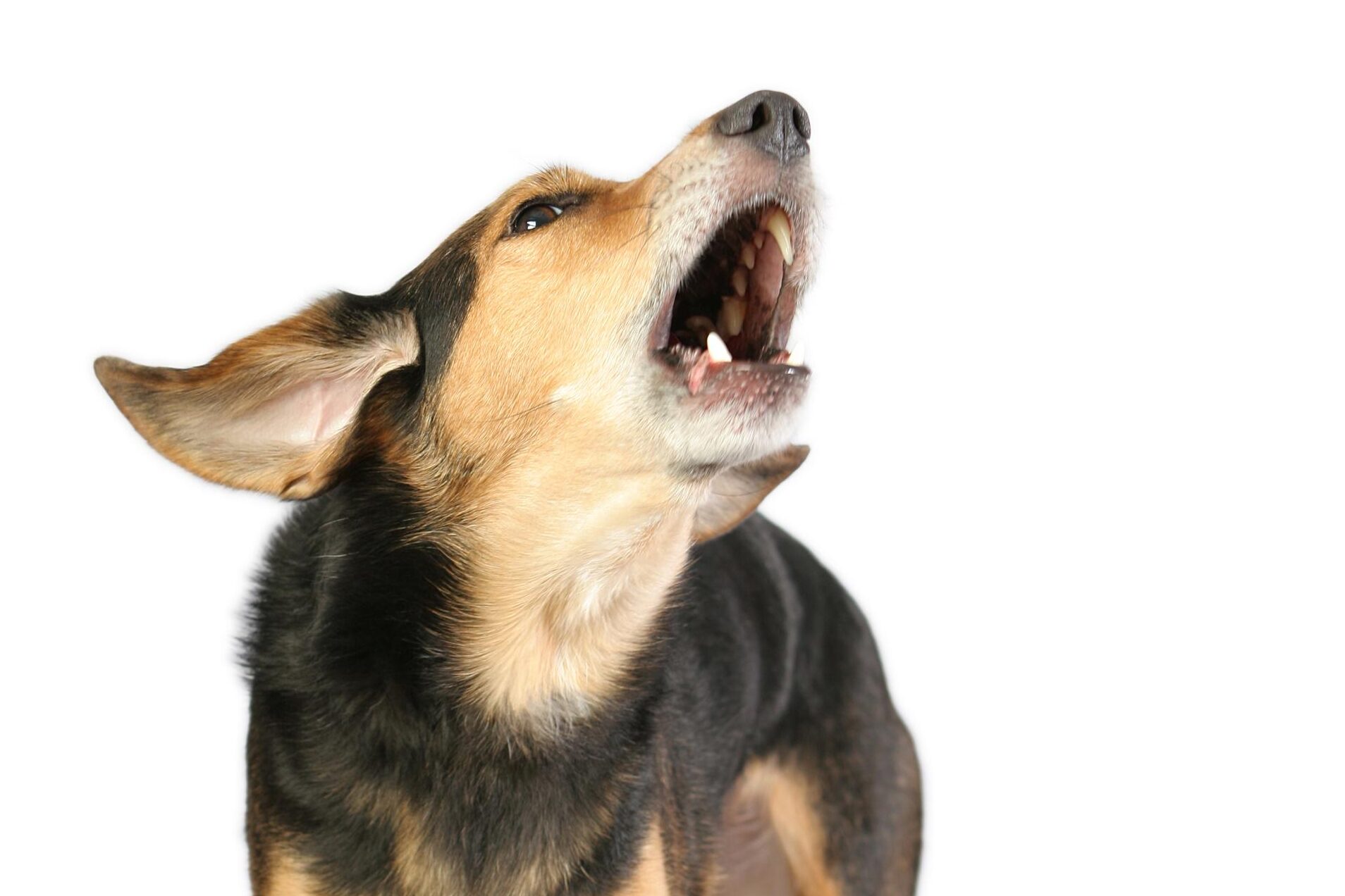 Consejos para curar la tos de tu perro: Cómo aliviar y tratar este ...