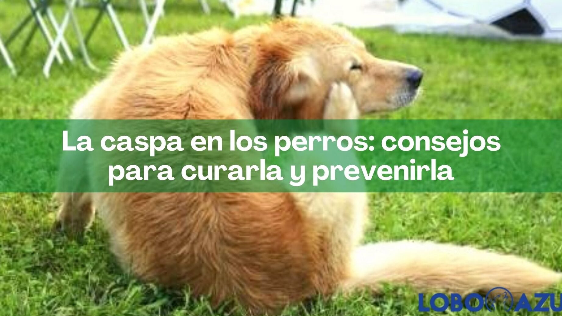 Consejos para eliminar la caspa de tu perro de manera efectiva