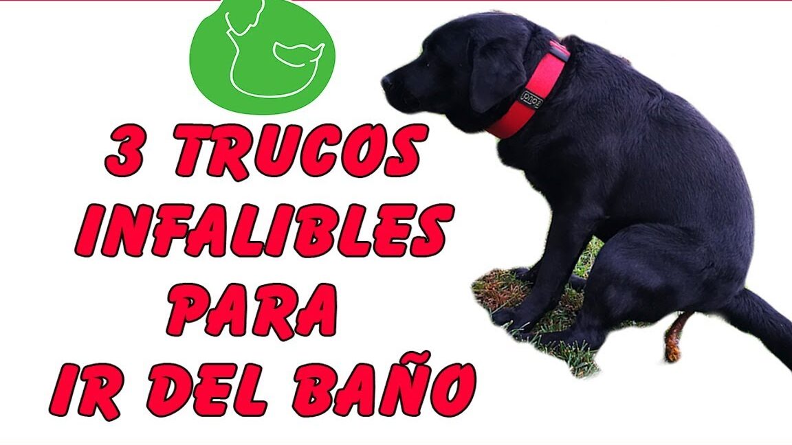 Consejos útiles: Cómo enseñar a los perros a hacer pipí en el lugar ...