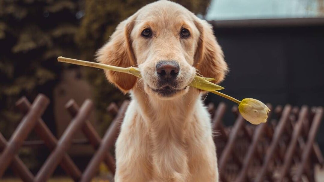 Descubre al perro más leal a su dueño: 10 razas que demuestran amor ...
