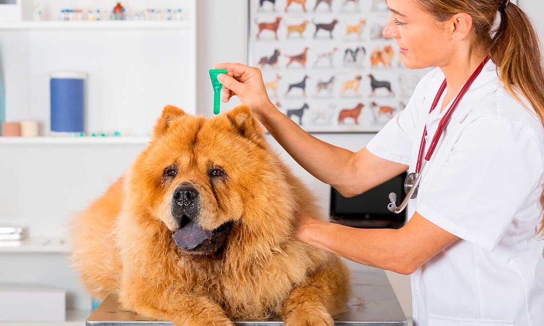 Descubre cómo las pipetas para perros pueden mejorar la salud y ...