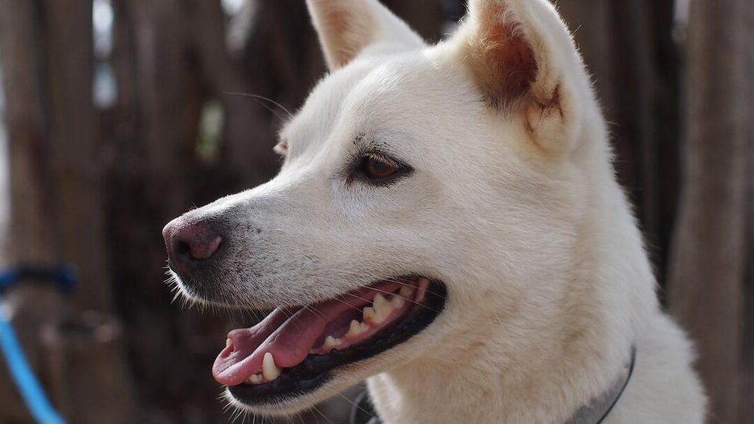 Descubre el nombre del perro más extraño del mundo en este fascinante ...