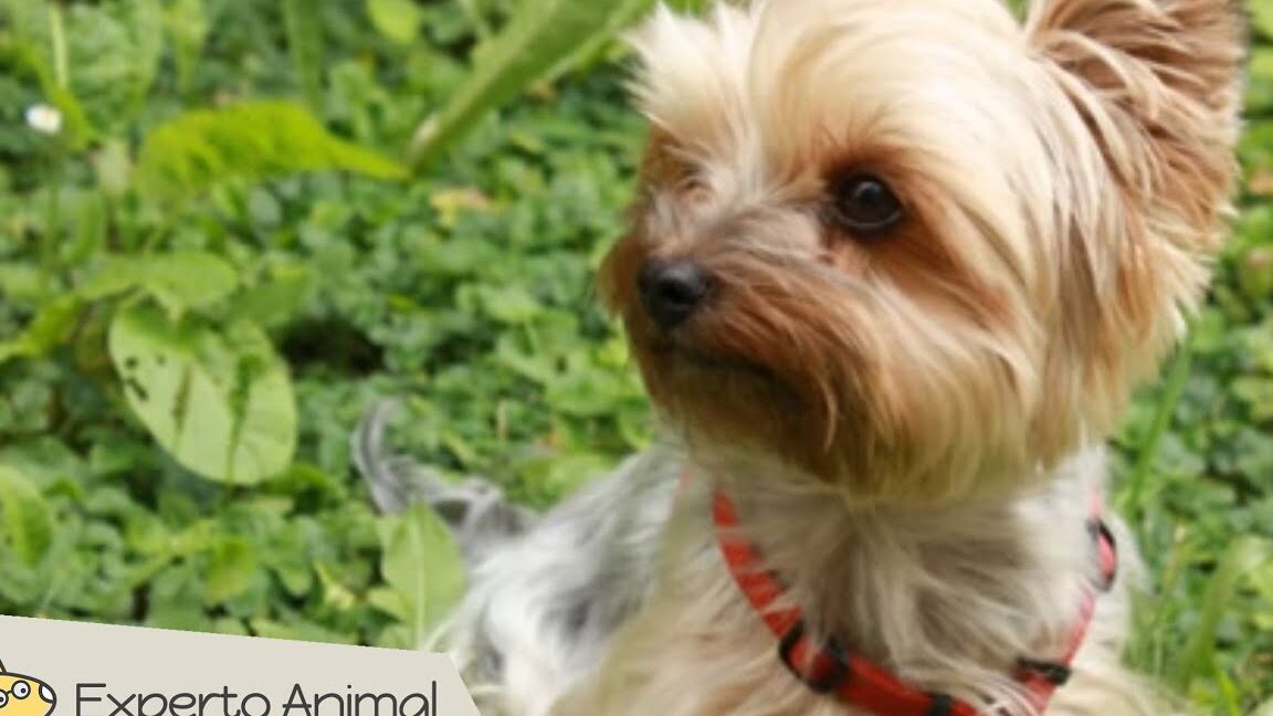 Descubre las razas de perros puras más populares y cómo distinguirlas ...