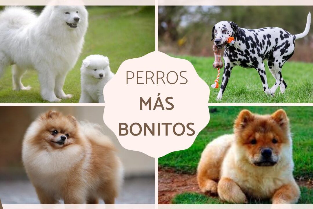 Descubre los 10 perros más adorables y lindos del mundo: ¡te sorprenderás!