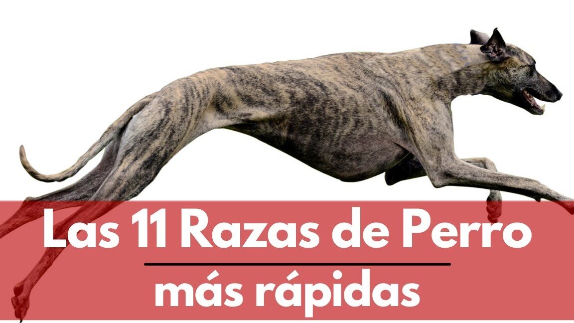 Descubre los perros más rápidos del mundo: una lista completa de las ...