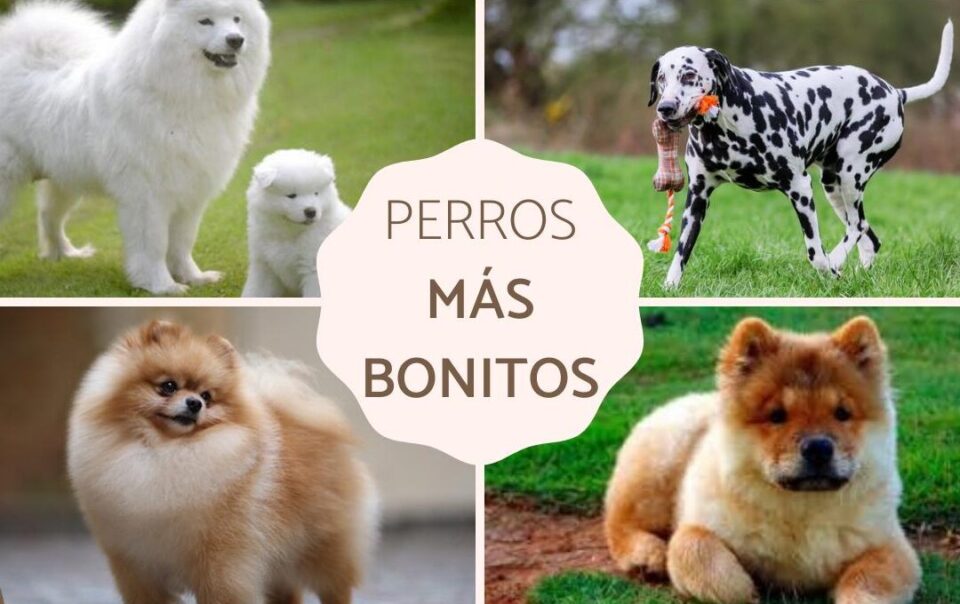 Animales