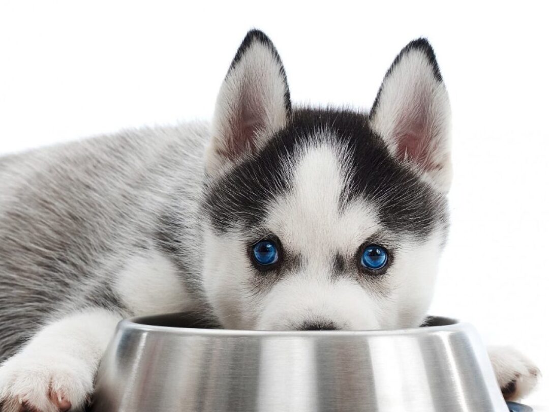 La guía completa: ¿Con qué lavar los dientes de tu perro? Descubre los ...