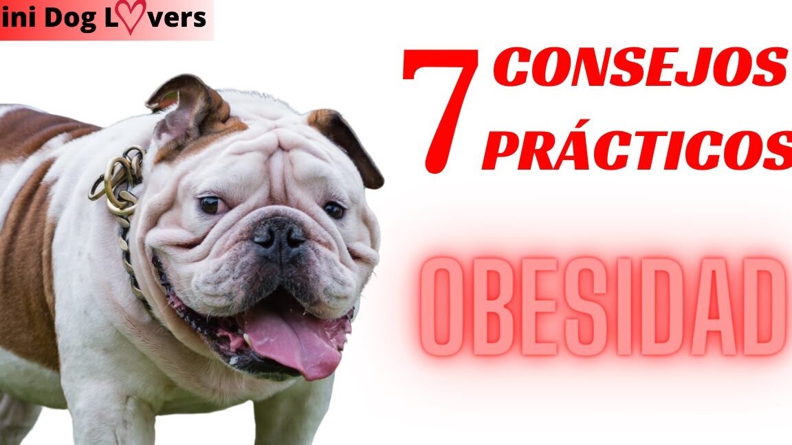 La guía definitiva para perder peso en perros con sobrepeso: consejos ...