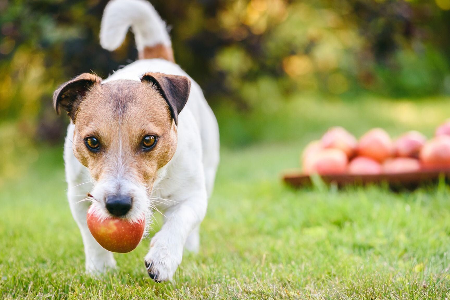 Beneficios y precauciones: ¿Pueden los perros comer mango?