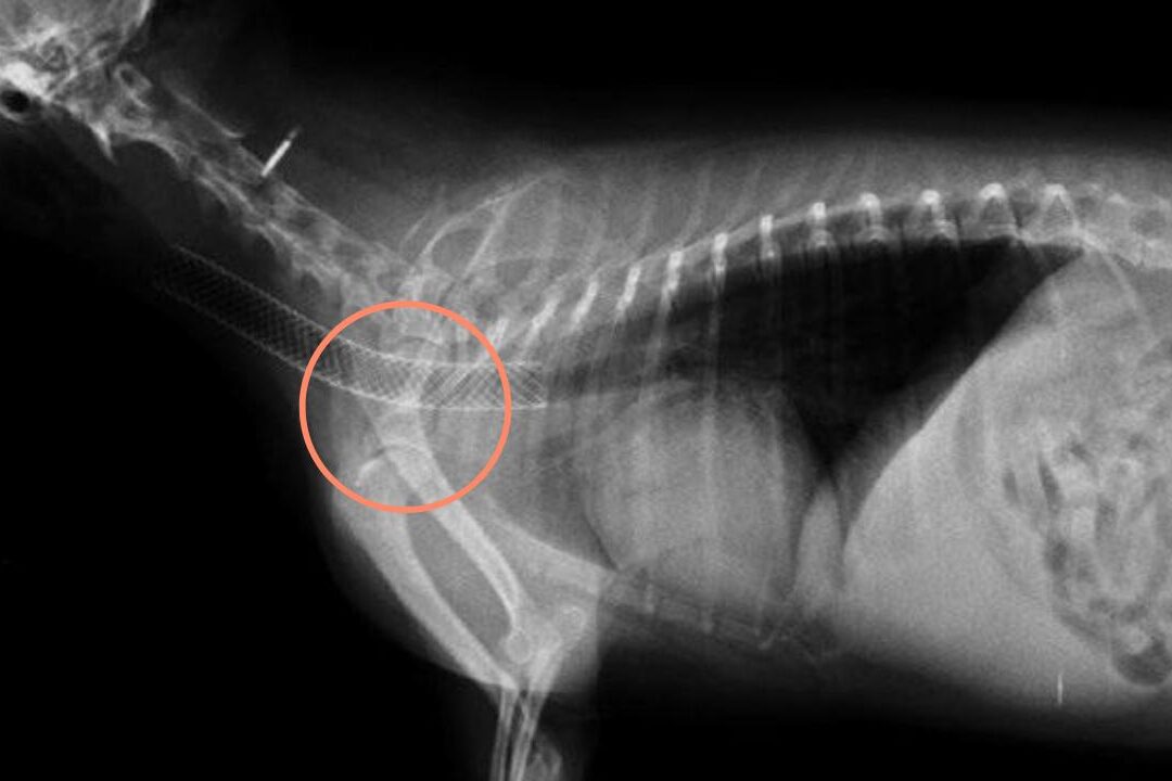 Colapso traqueal en perros: causas, síntomas y tratamiento