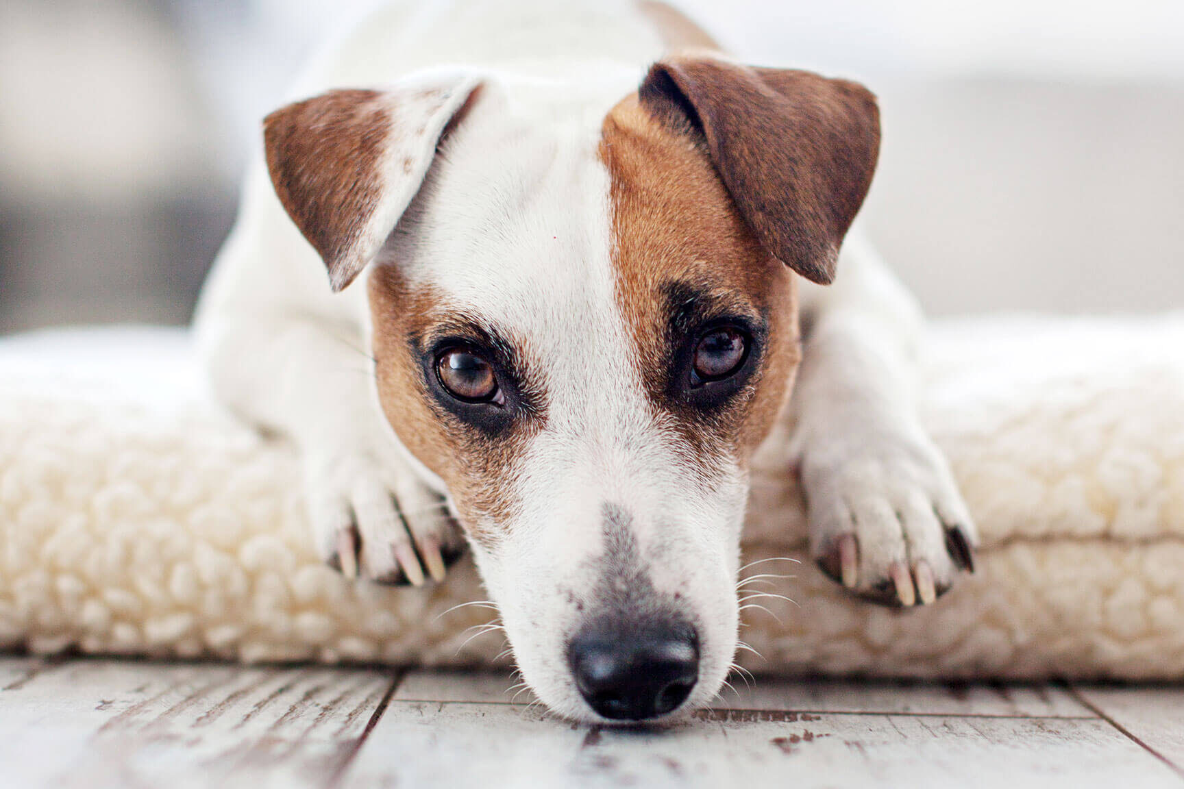 Consejos imprescindibles sobre cómo saludar a un perro que no conoces