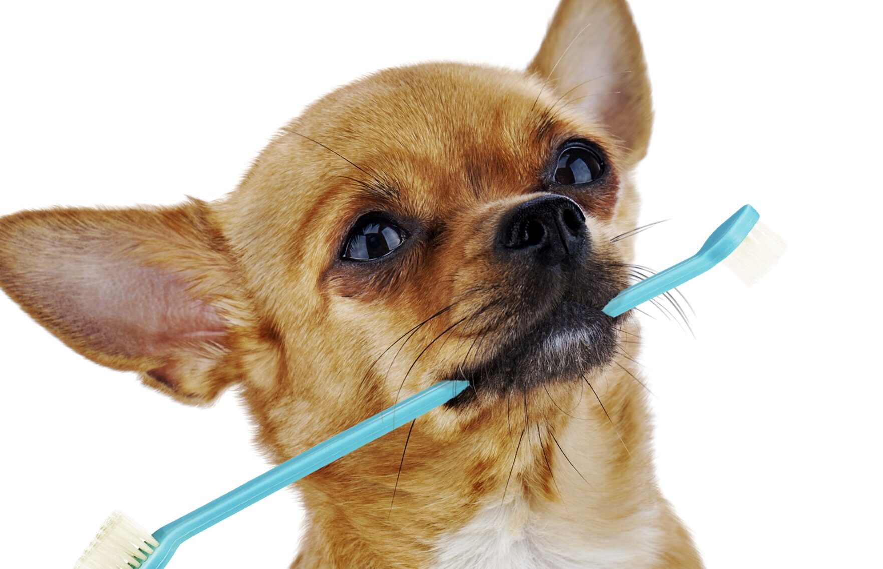 Consejos para mantener los dientes de tu perro limpios y sanos