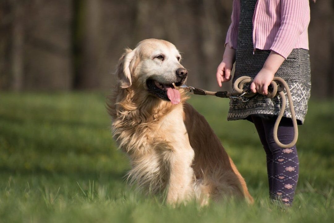 ¡Descubre cómo disfrutar de un paseo ideal para tu perro y para ti!
