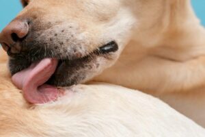 Picaduras de insectos en perros: Cómo prevenirlas y tratarlas correctamente