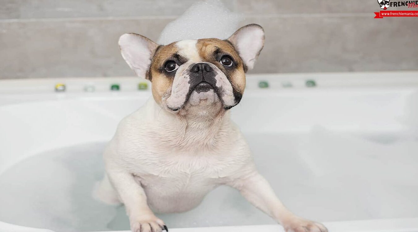 Propósito de Año Nuevo para tu Perro: Consejos para mejorar su ...
