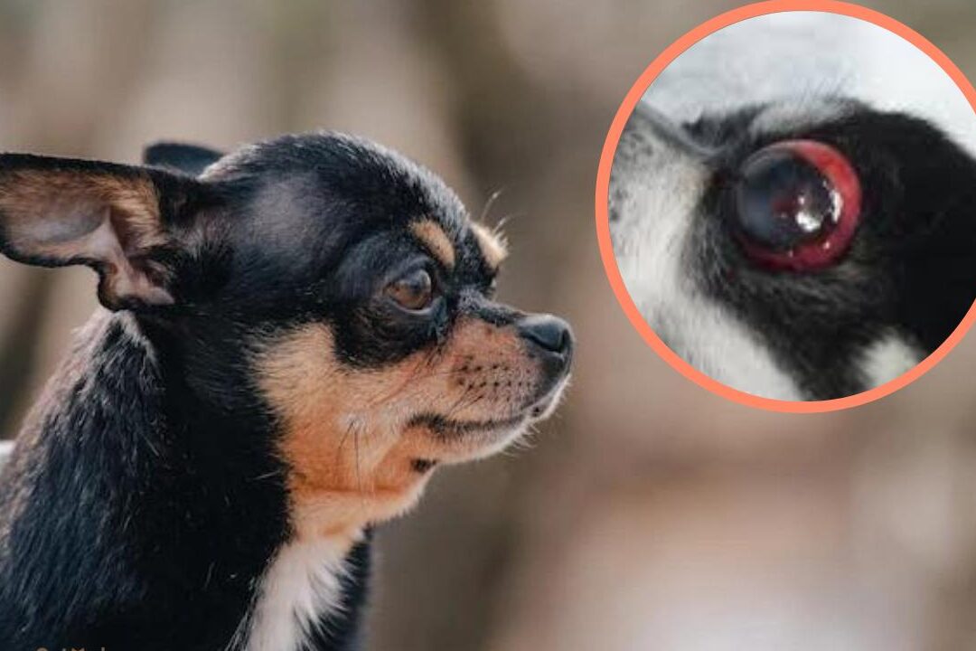 Todo lo que debes saber sobre el glaucoma en perros: causas, síntomas y ...