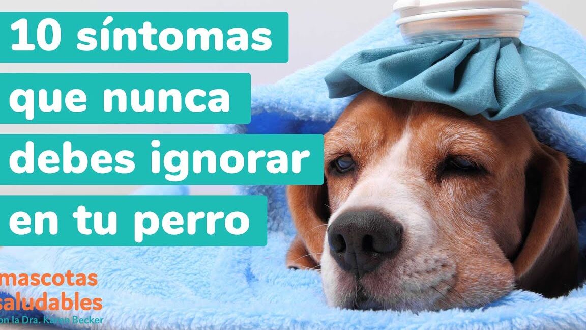 10 Síntomas para Saber si tu Perro Está Enfermo: ¡No los Ignores!
