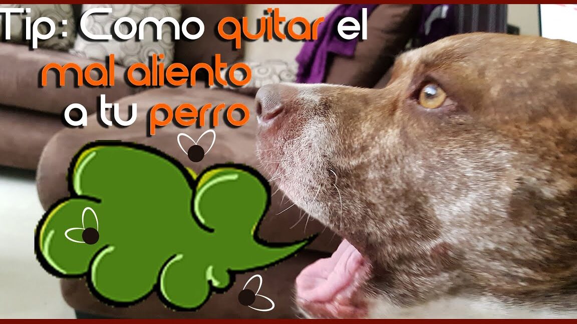 Cómo eliminar el mal aliento en los perros: consejos y trucos eficaces