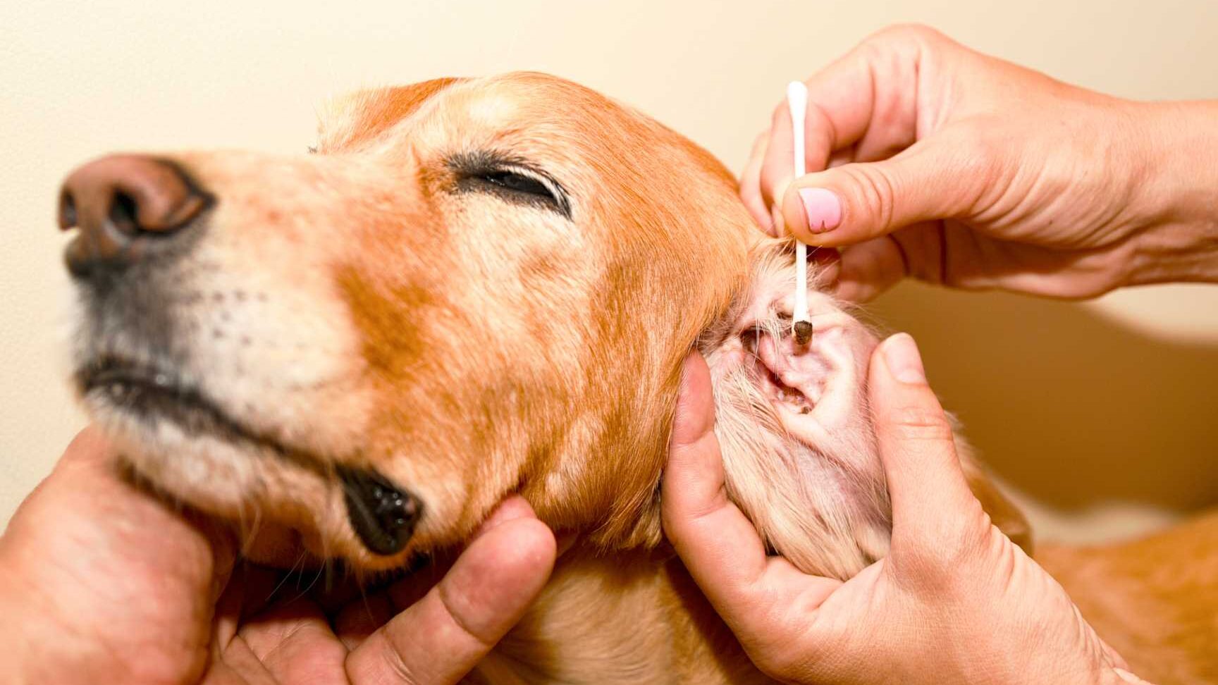 Todo lo que debes saber sobre las infecciones de oído en perros: causas ...