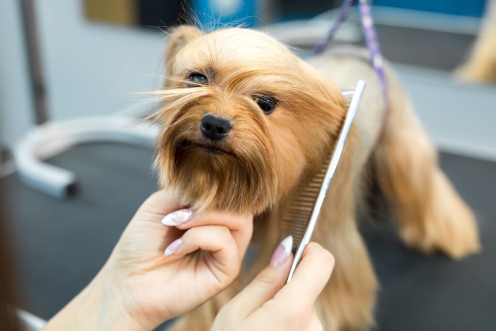 Peluqueria Canina en Barcelona - Kom Qom, Sarria-Sant Gervasi - Barcelona