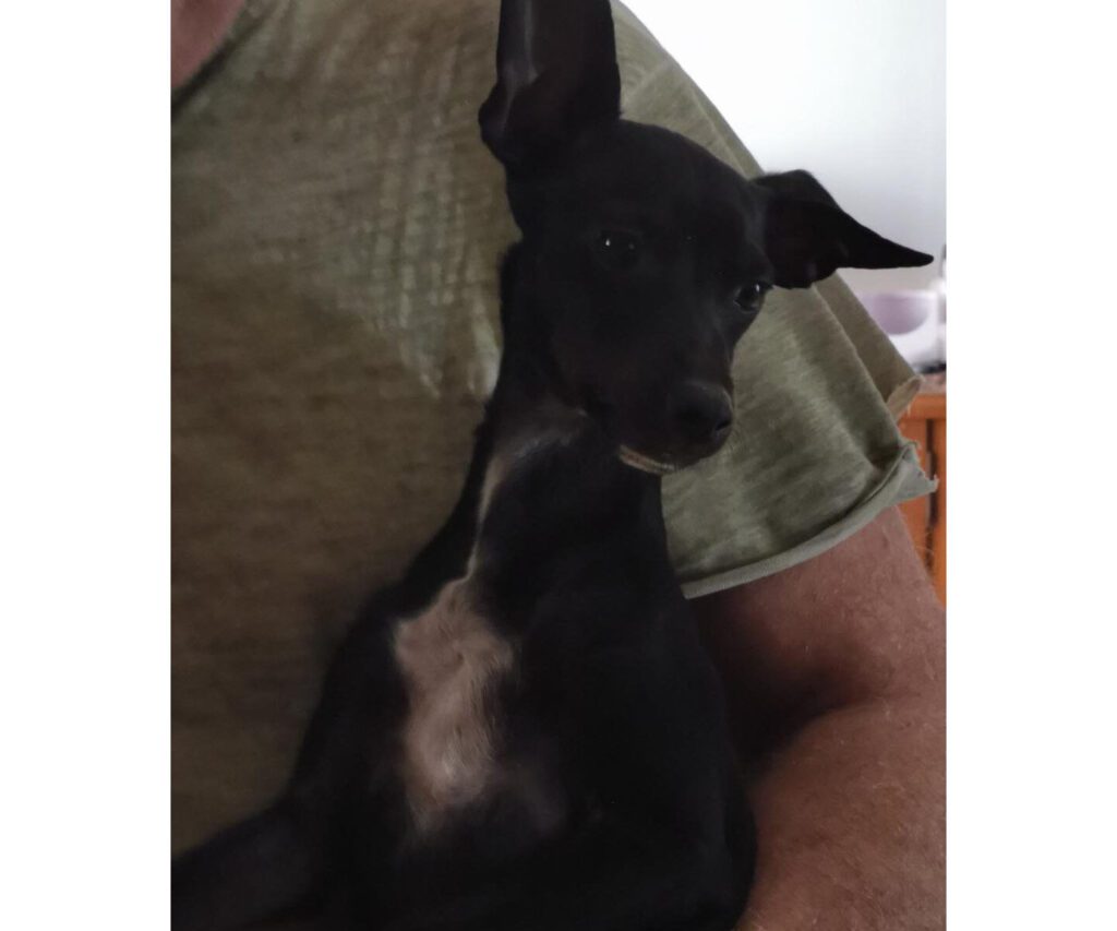 Perros de Negro, Aldaia - Valencia